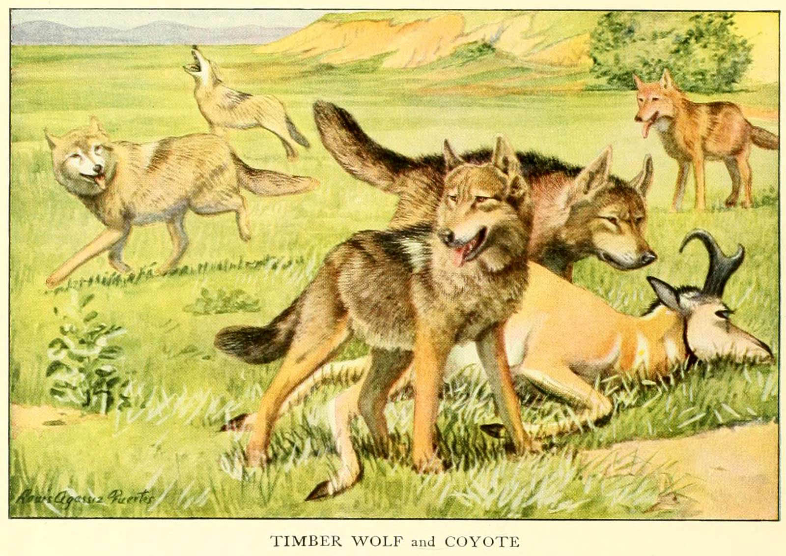 Wolves And Coyotes - Information About Dogs | Smart Kids 123