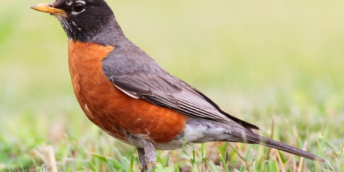 AMERICAN ROBIN - Birds for Kids - Smart Kids 123