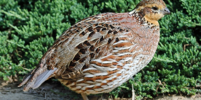 BOB-WHITE Bird, Partridge bird – Birds for Kids | Smart Kids 123