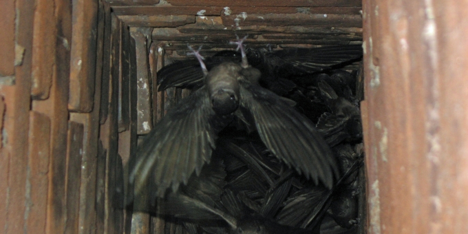 CHIMNEY SWIFT - Birds for Kids - Smart Kids 123